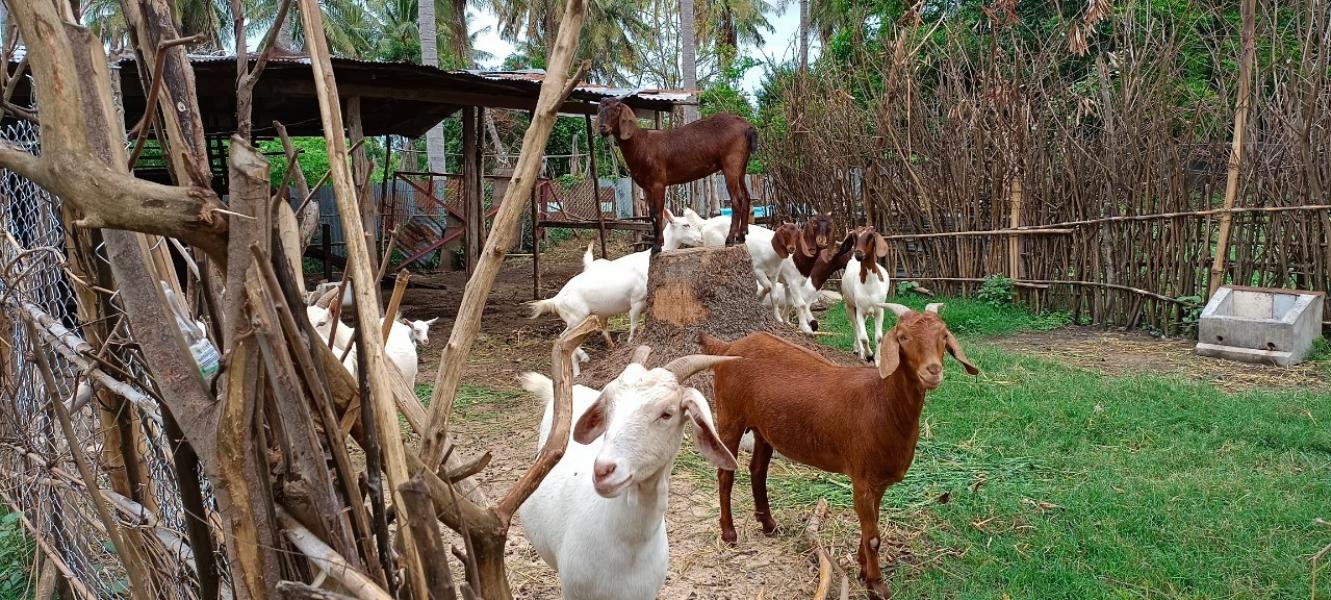 ผลิตภัณฑ์/บริการ วิสาหกิจชุมชนและเครือข่ายวิสาหกิจชุมชน